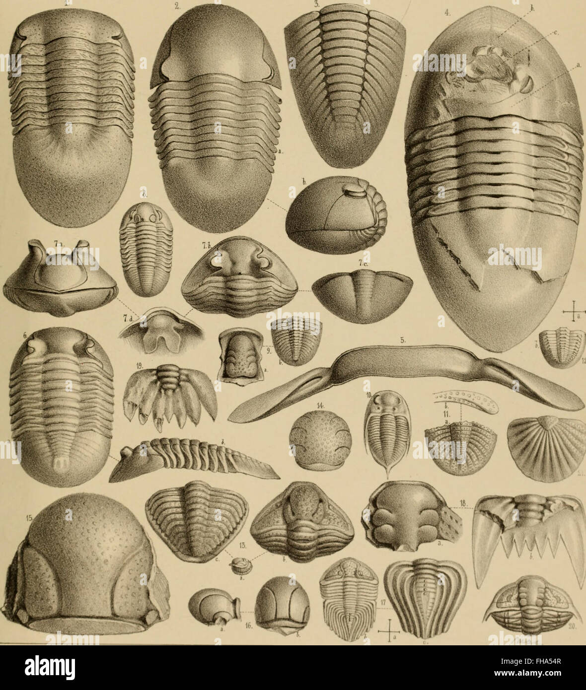 A 1852 paleontological work on the prehistoric life and fossil records ...