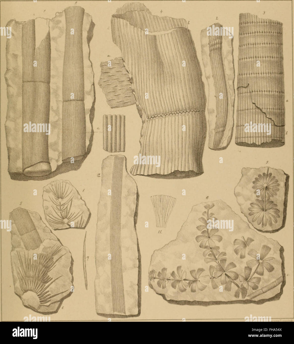 This 1852 work focuses on the paleontology of Russia, documenting ...