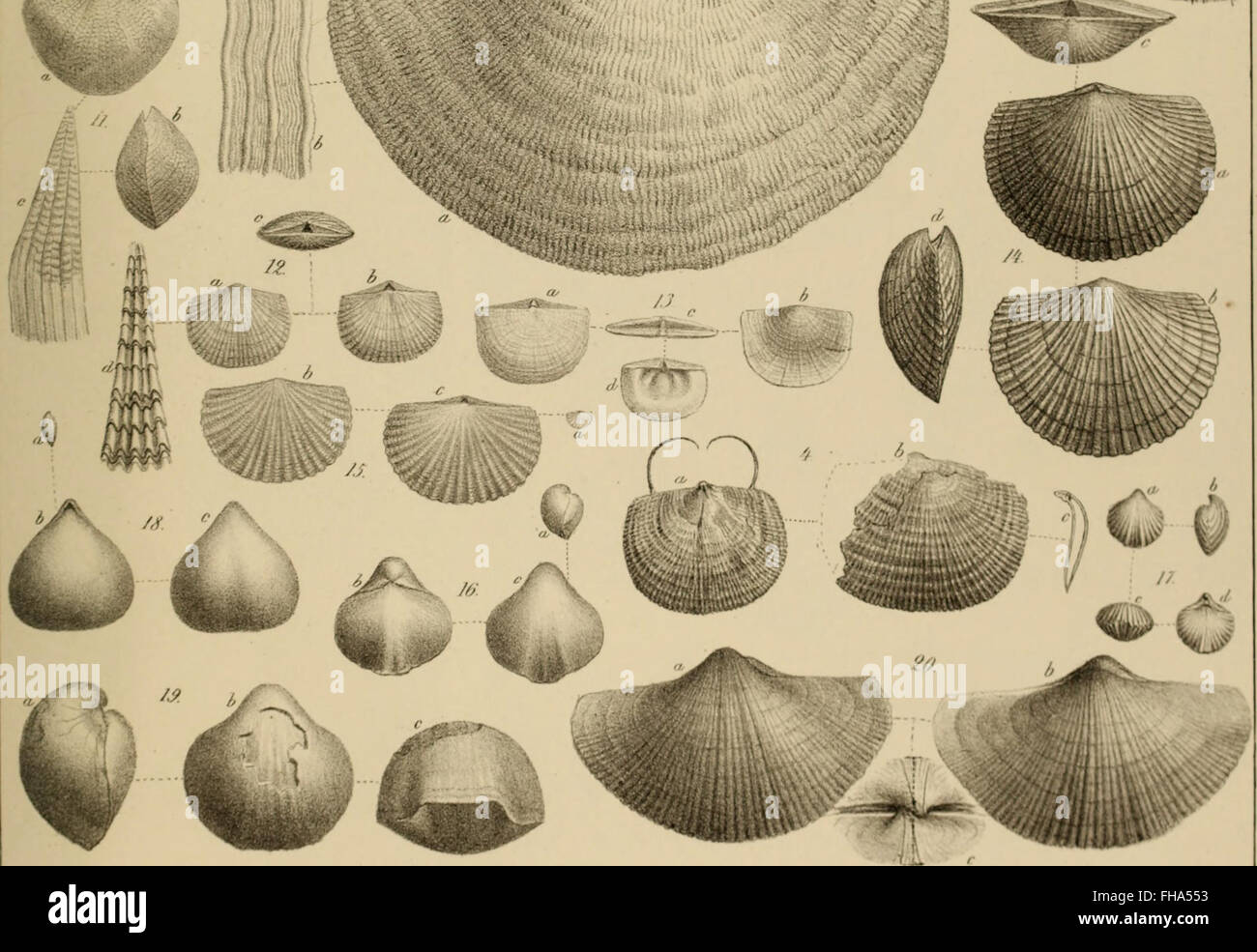 A 1852 paleontological study on the fossil record of Russia, focusing ...