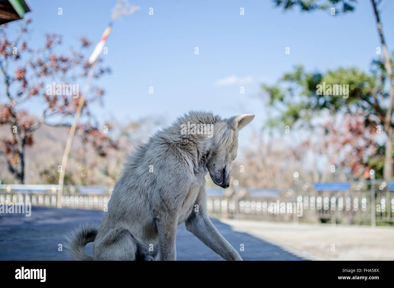 Portrait of a shy dog Stock Photo - Alamy