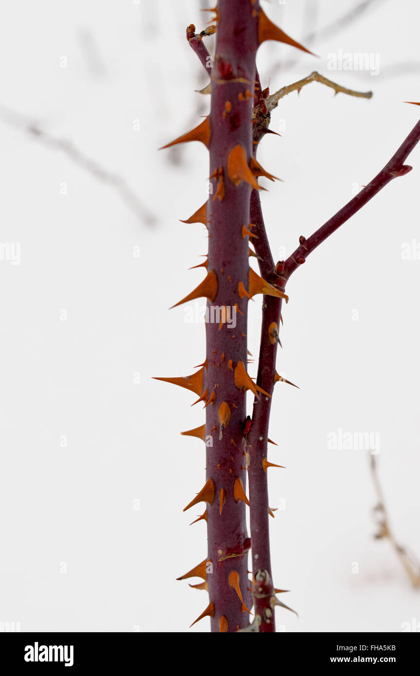 The thorns of winter hi-res stock photography and images - Alamy