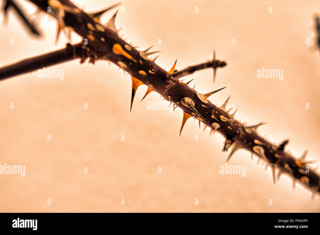 The thorns of winter hi-res stock photography and images - Alamy