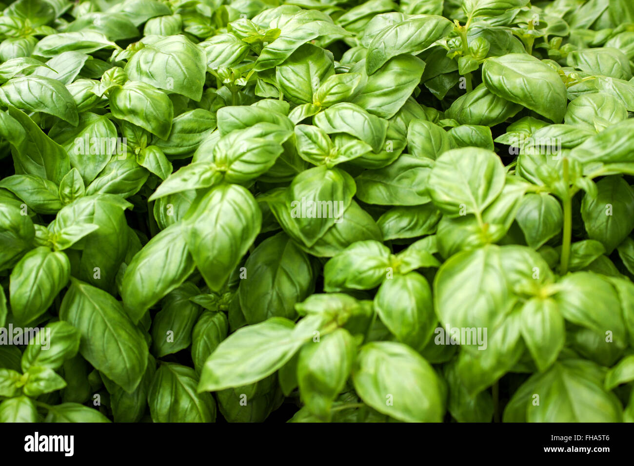 Big basil bush in the garden Stock Photo - Alamy