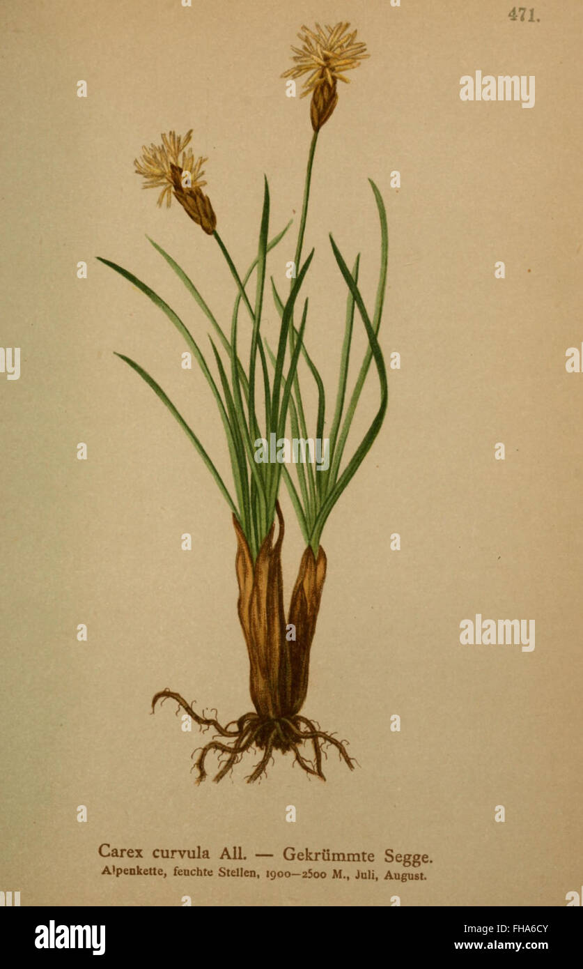 Atlas der Alpenflora, an atlas showcasing the unique flora of the Alps ...