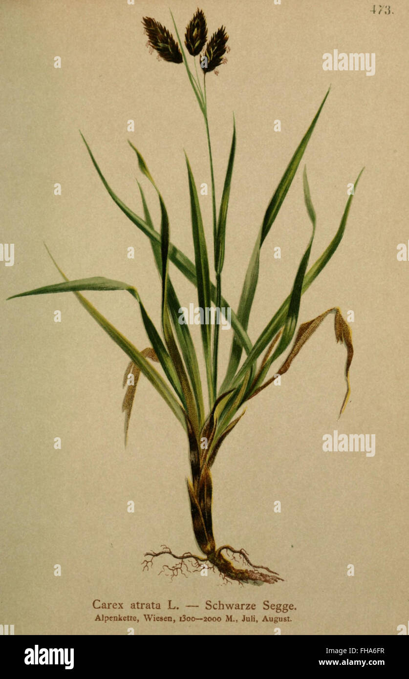 A detailed botanical atlas of Alpine flora, showcasing mountain plants ...