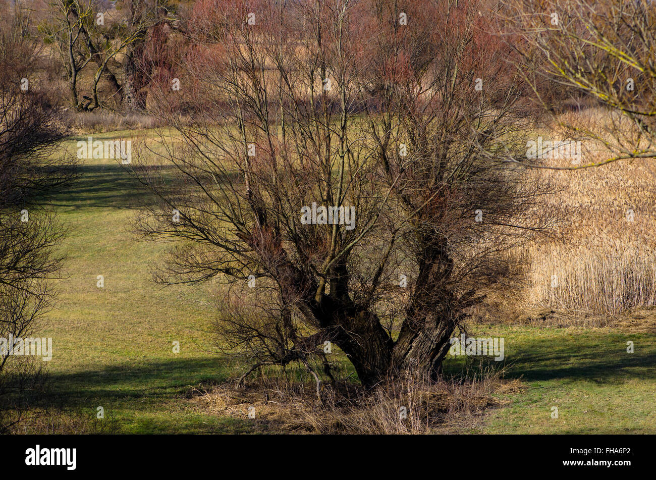 bush in spring rural countryside Stock Photo - Alamy