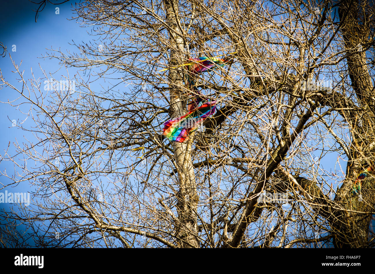 kite trapped in the tree Stock Photo - Alamy