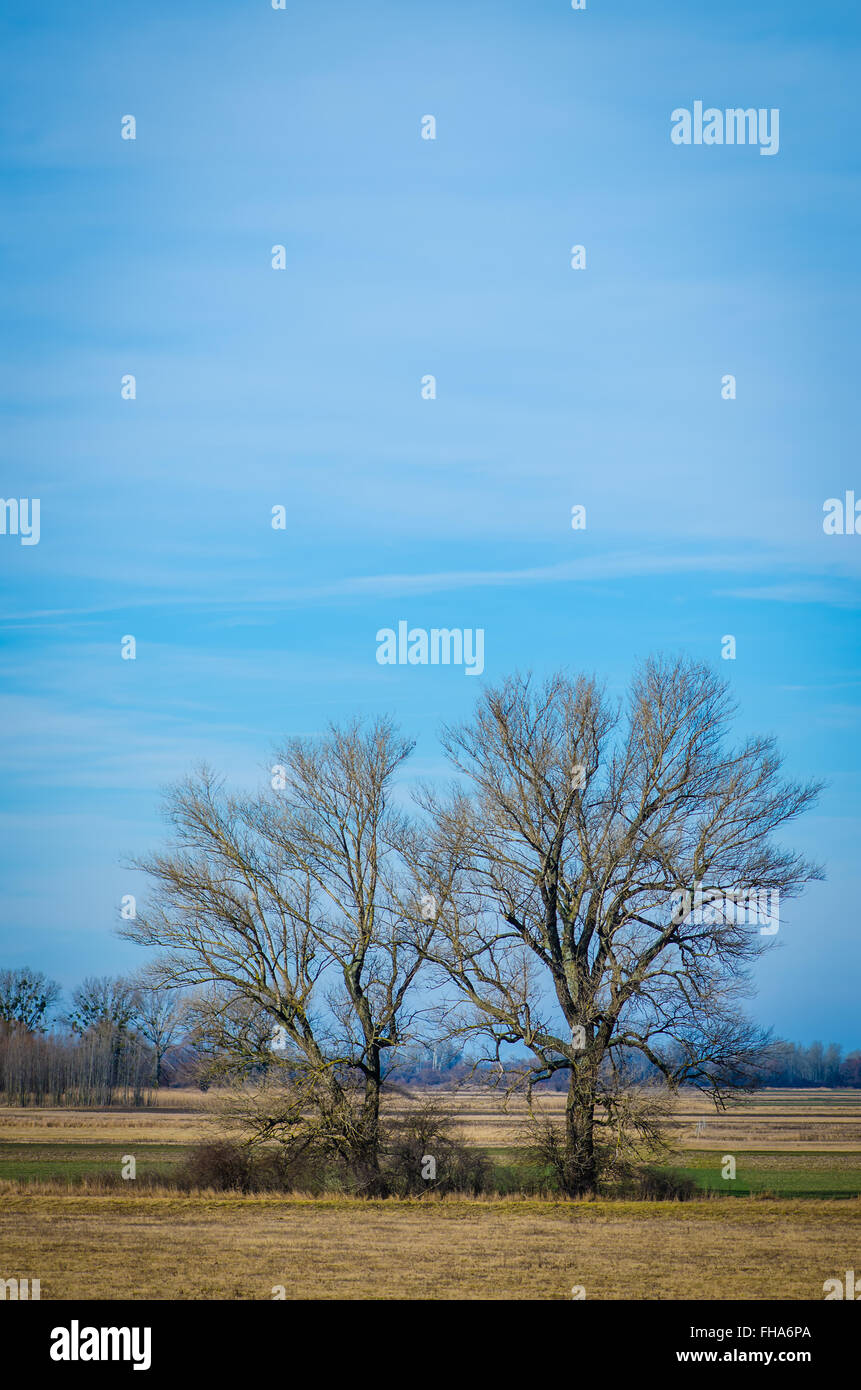 two trees in spring rural countryside Stock Photo - Alamy