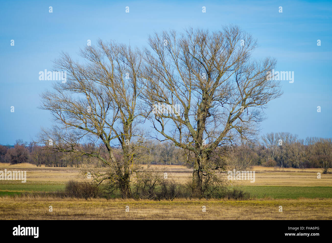 two trees in spring rural countryside Stock Photo - Alamy