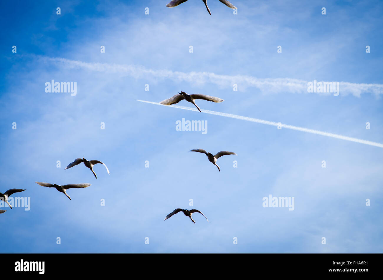 flying birds and blue sky Stock Photo - Alamy