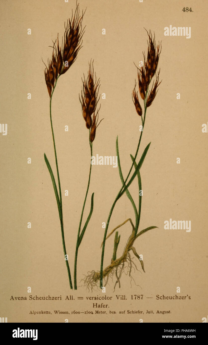 An atlas of alpine flora, featuring mountain plants from the Alps, with ...
