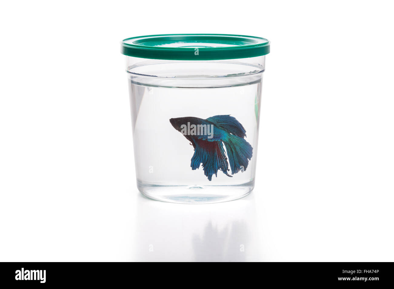 Blue Siamese fighting fish in fish container Stock Photo - Alamy