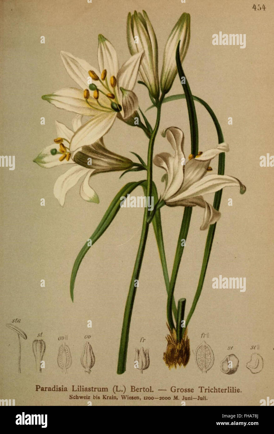 An atlas showcasing the flora of the Alps, featuring detailed images ...