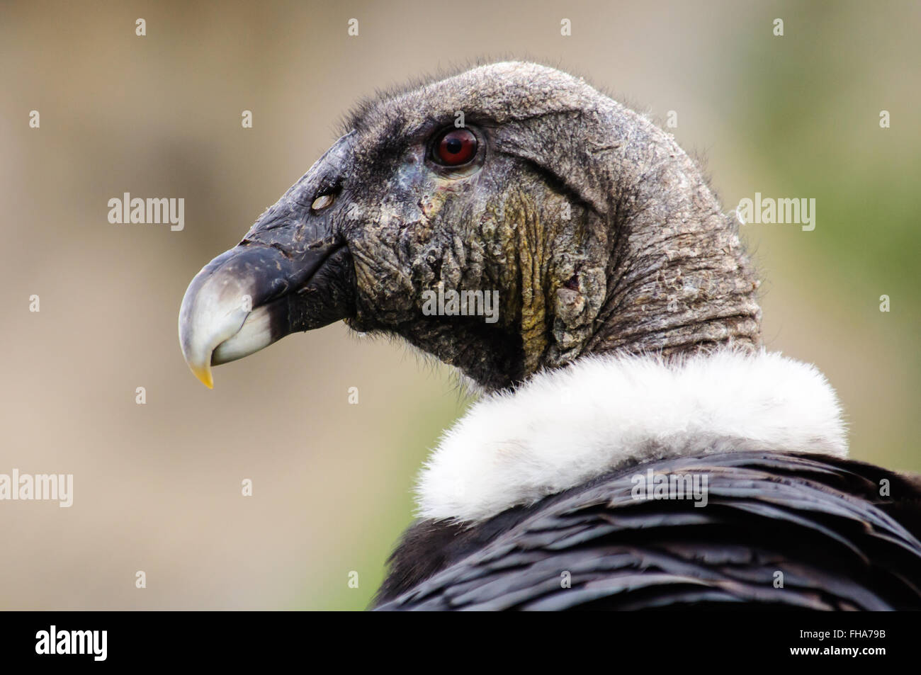 Close up of the head of a Condor Stock Photo - Alamy