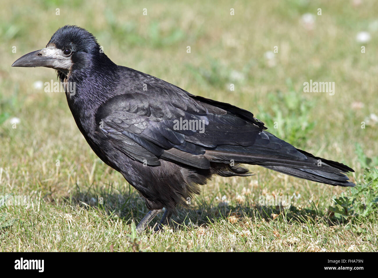 Rook (Corvus frugilegus) standing on grass in sunlight with glossy ...