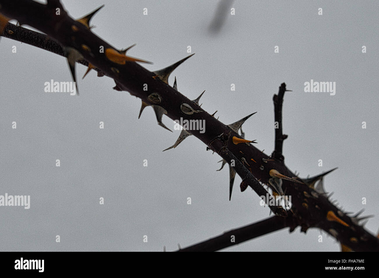 The thorns of winter hi-res stock photography and images - Alamy