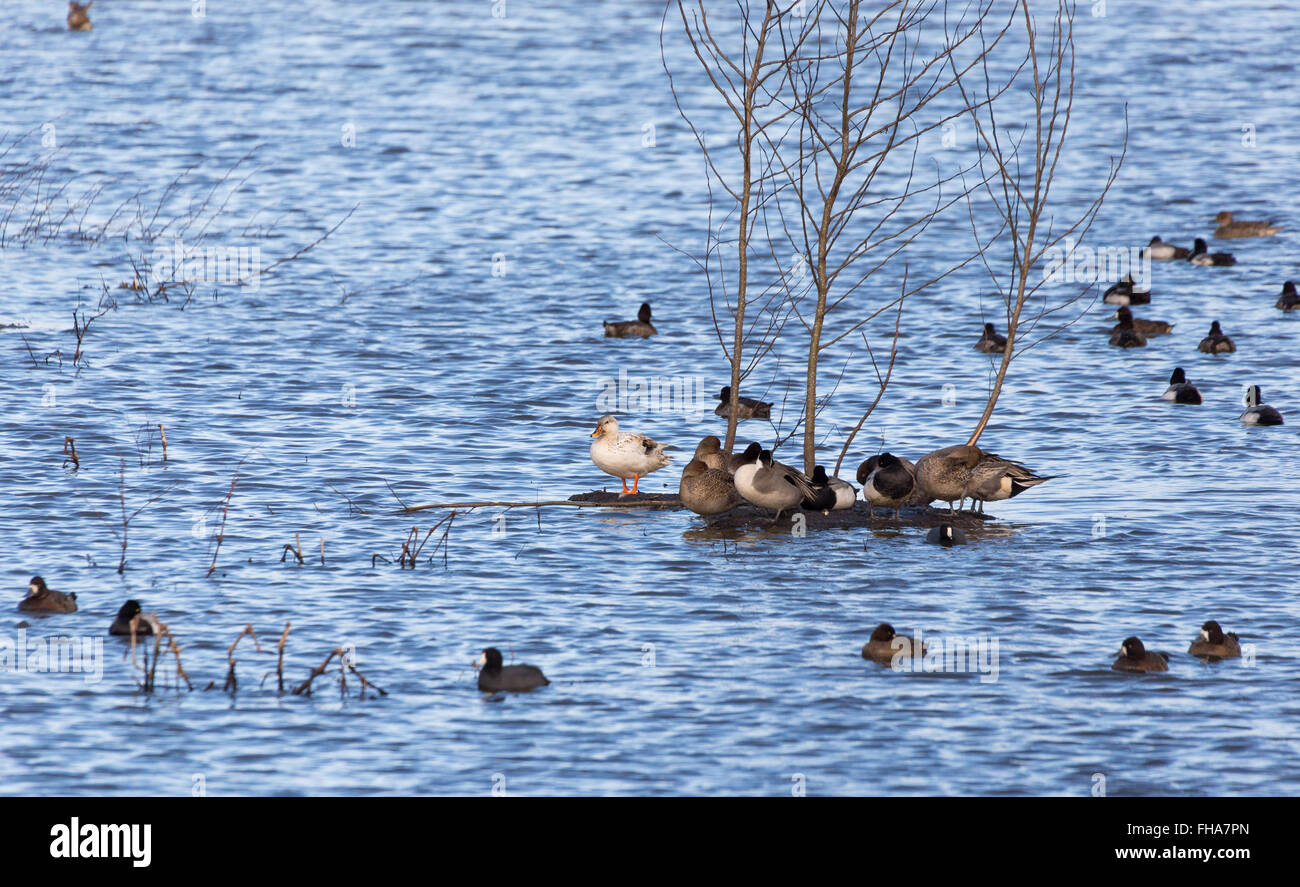Duck pond, Vancouver BC Canada Stock Photo - Alamy