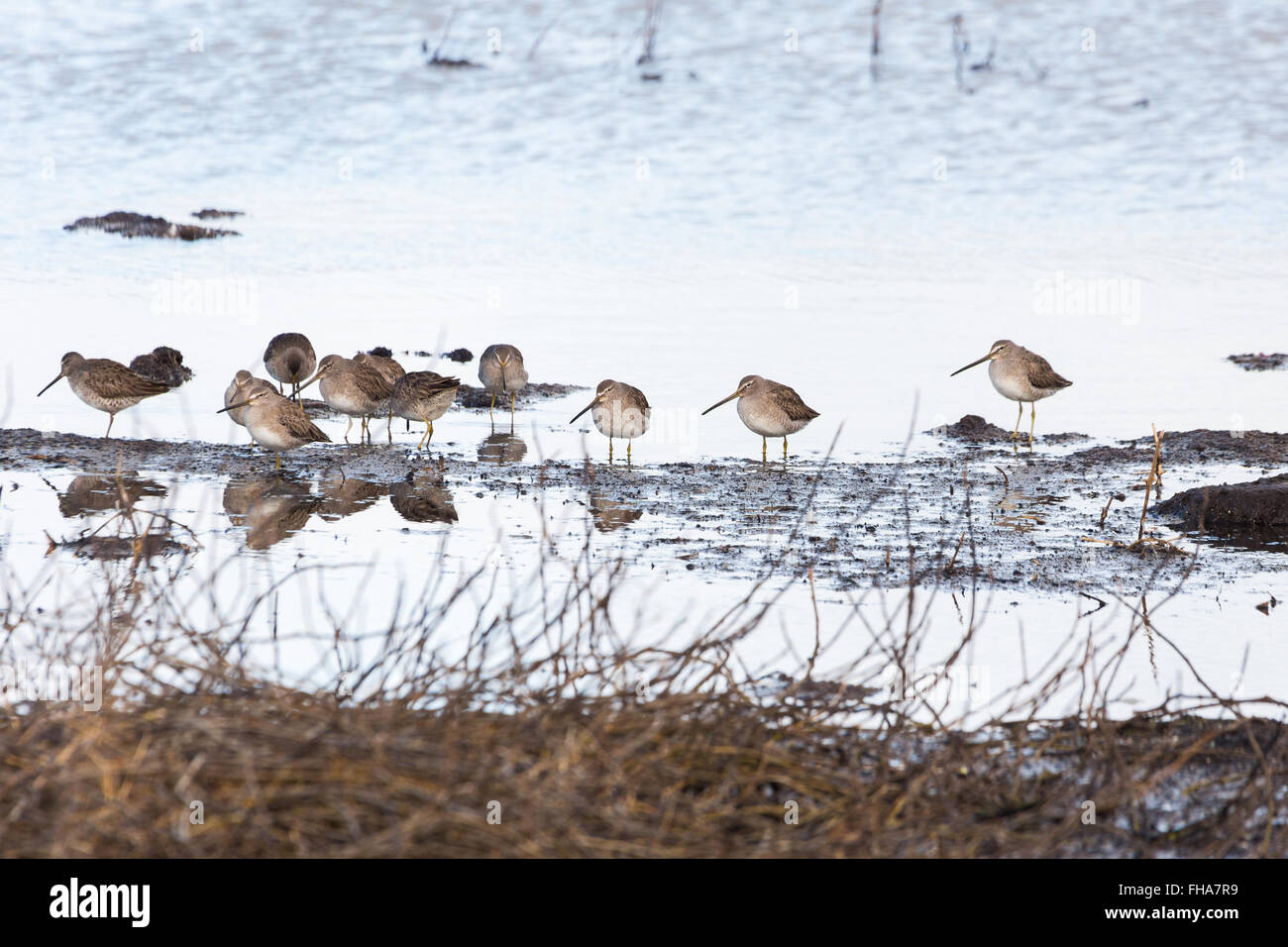 Long-billed Dowitcher, Vancouver BC Canada Stock Photo - Alamy
