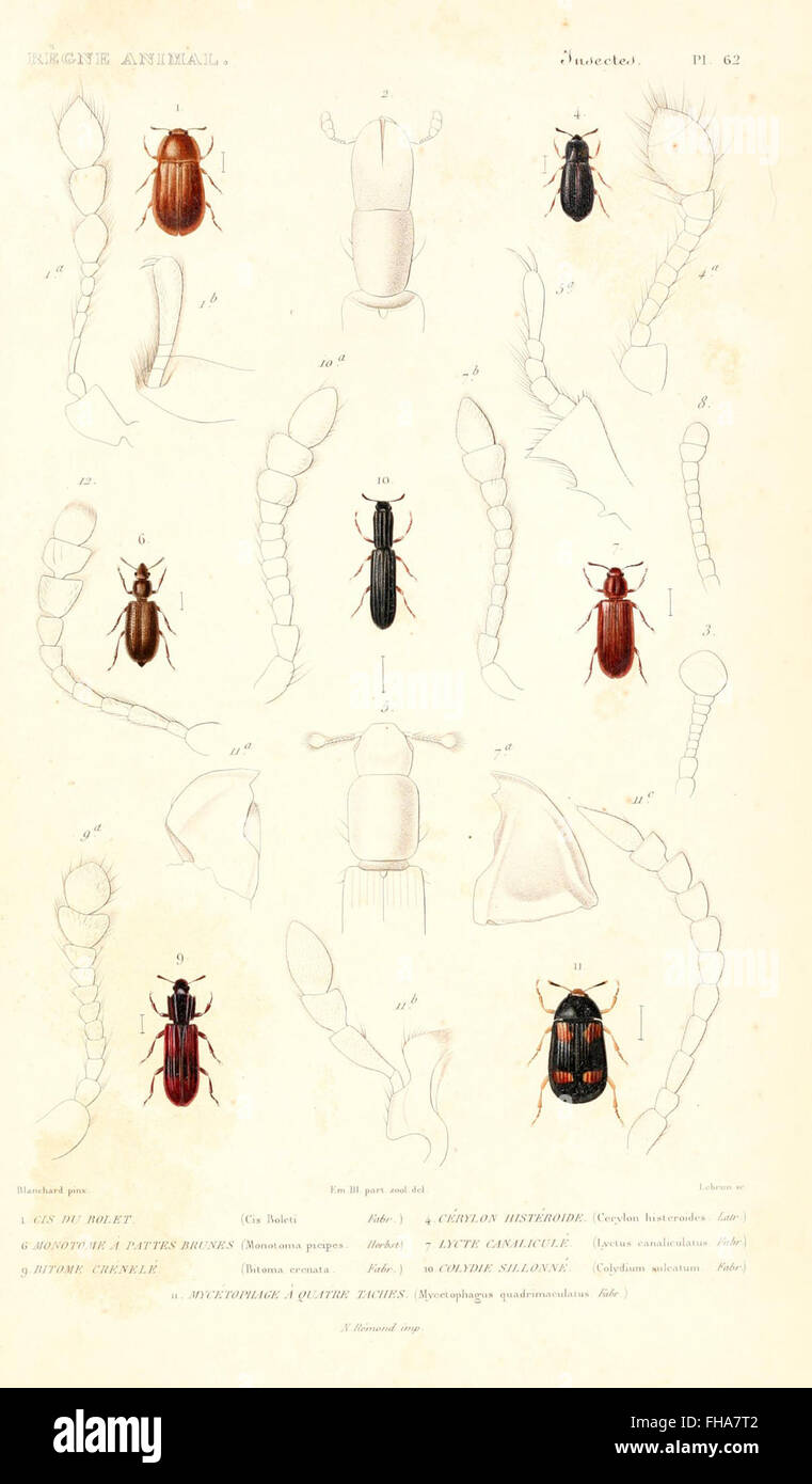 A zoological study of the animal kingdom's distribution based on its ...