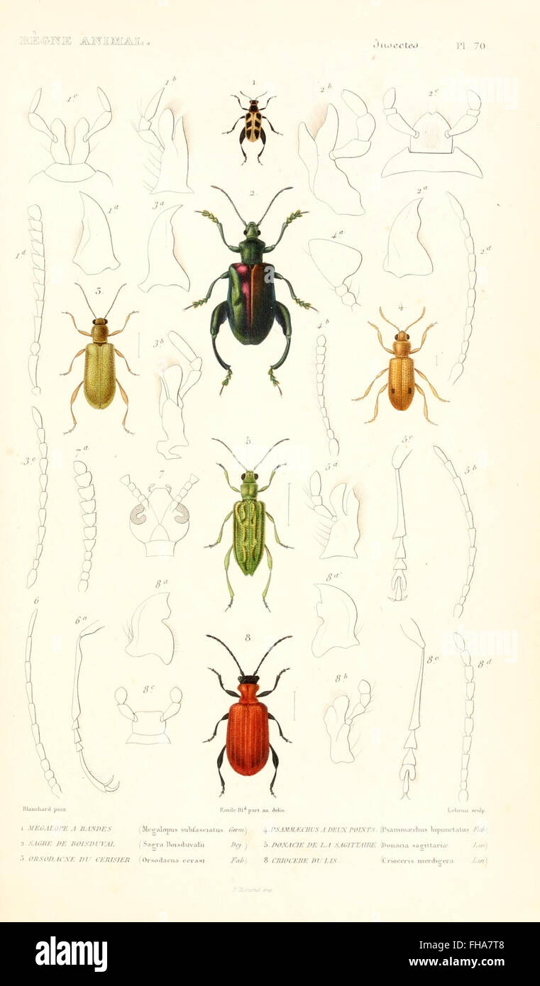 A zoological classification of animal species based on their anatomical ...