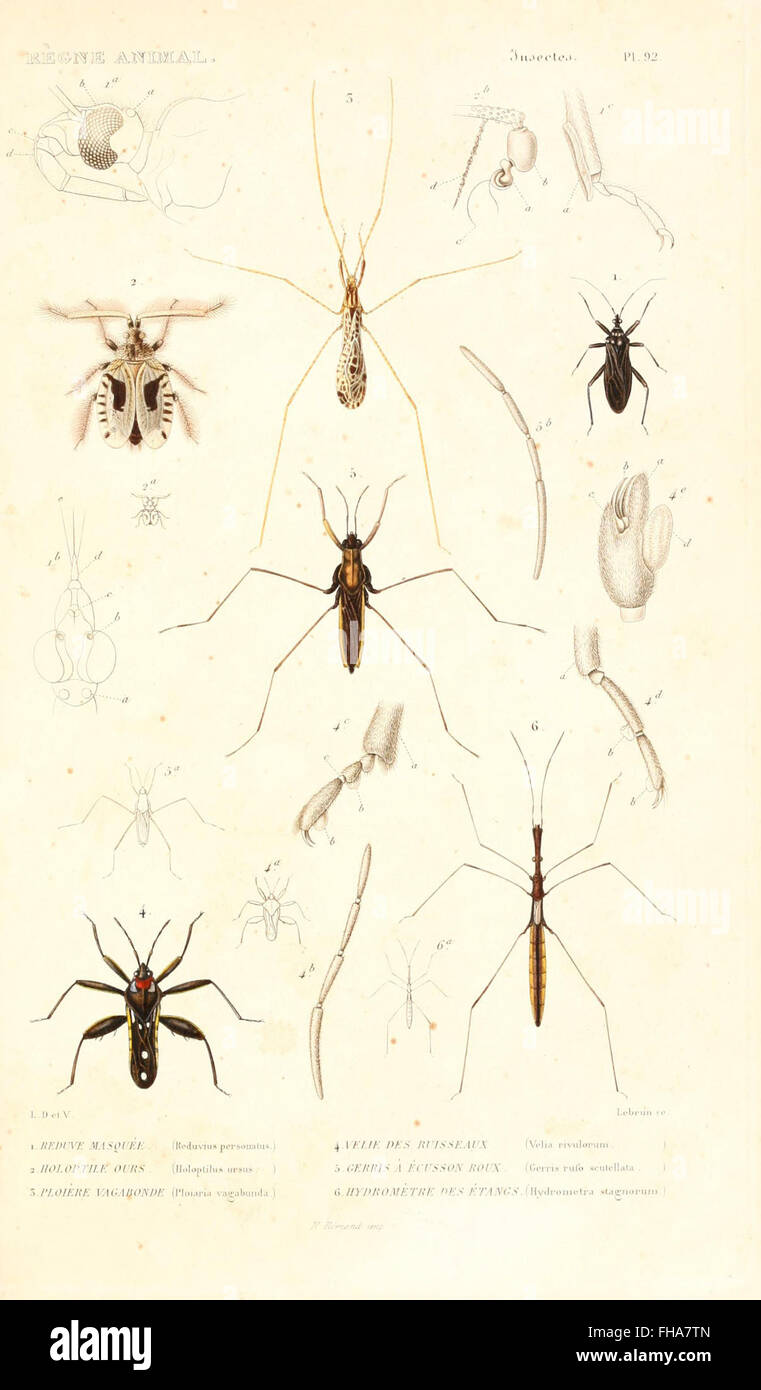 A zoological classification work based on the organization of animal ...