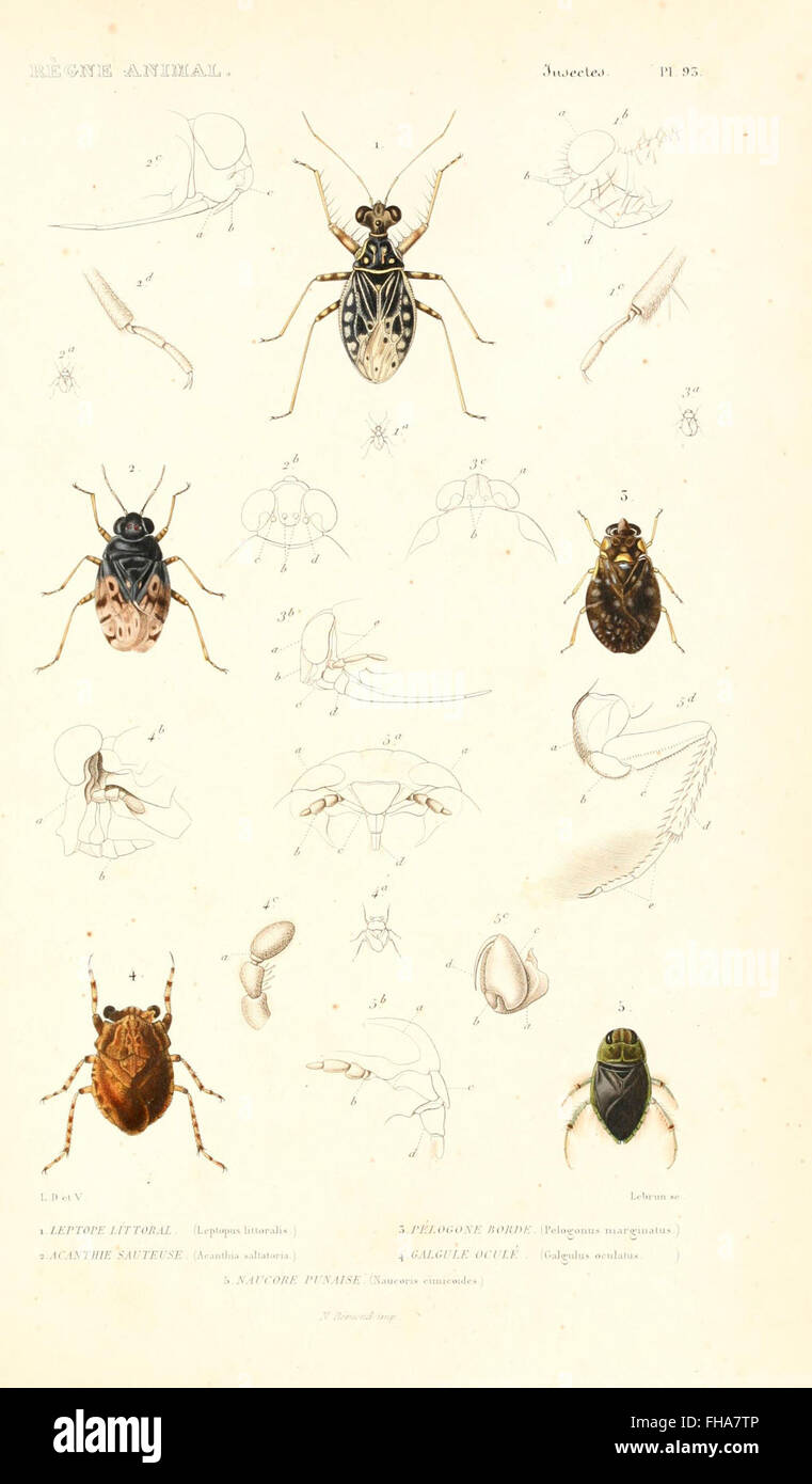 A zoological classification of the animal kingdom based on their ...