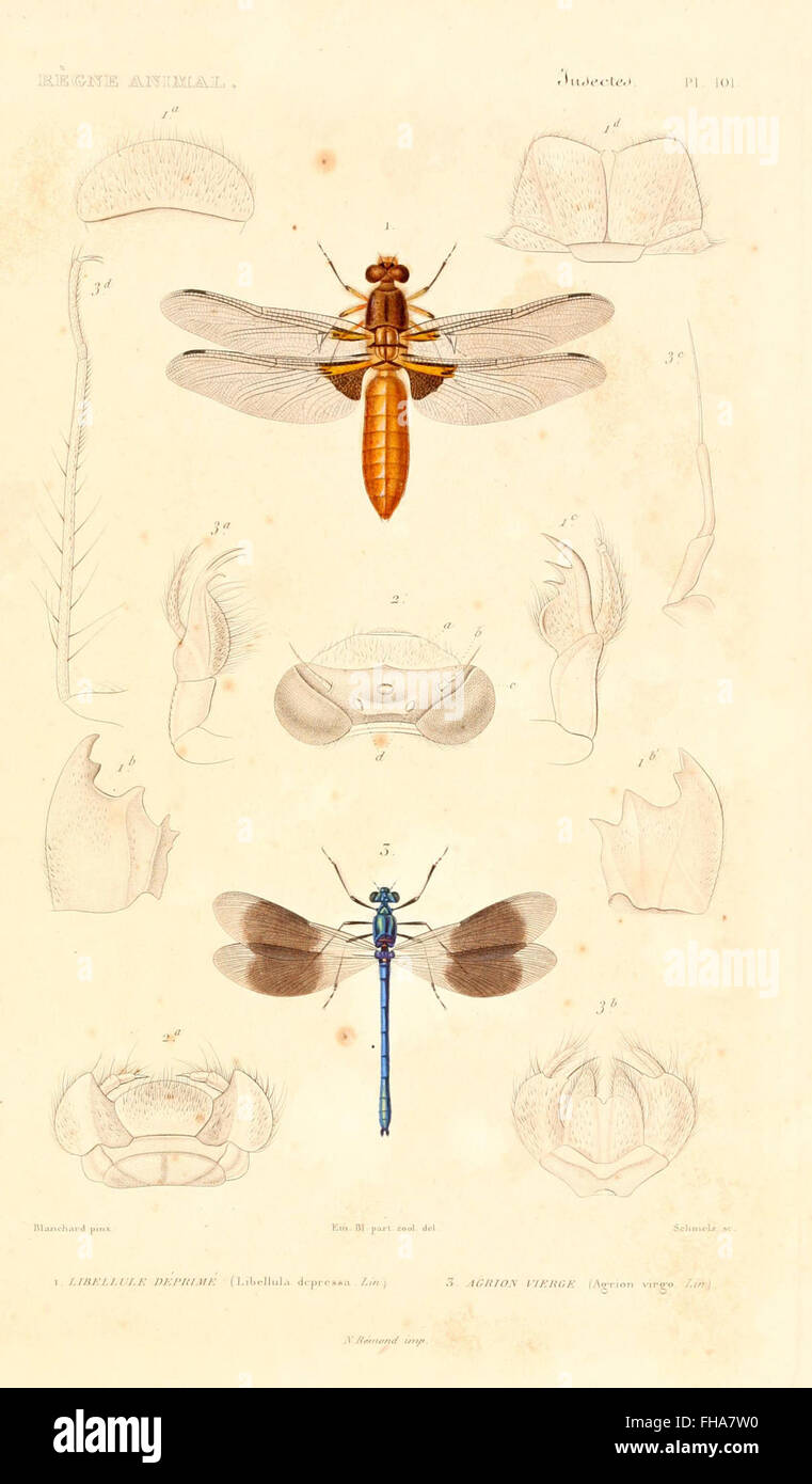 A comprehensive study of the animal kingdom, organized according to the ...
