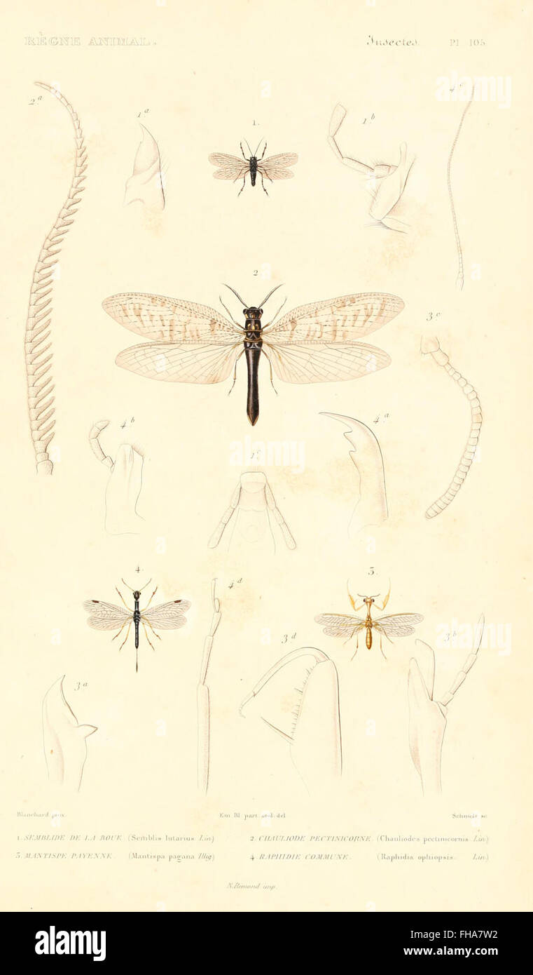 A zoological work examining the classification of the animal kingdom ...