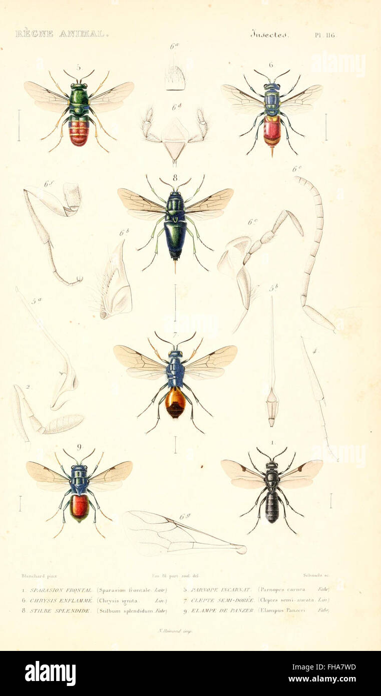 A comprehensive work on the organization and classification of the ...