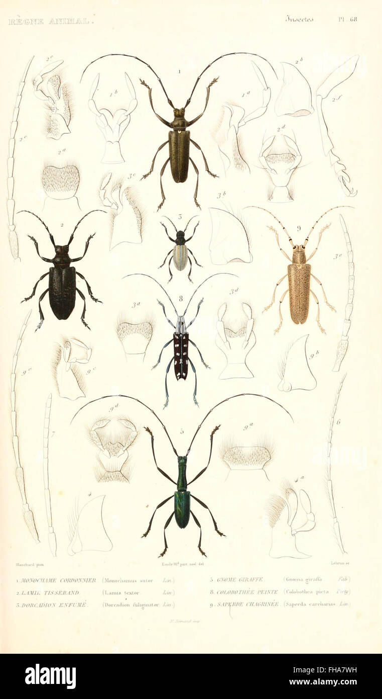 The animal kingdom distributed according to its organization ...