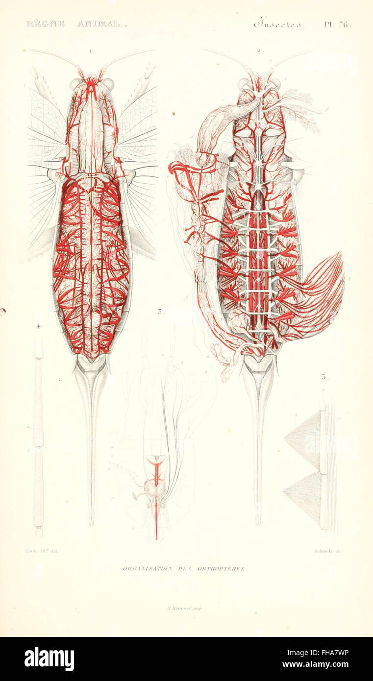 A zoological work classifying the animal kingdom based on their ...