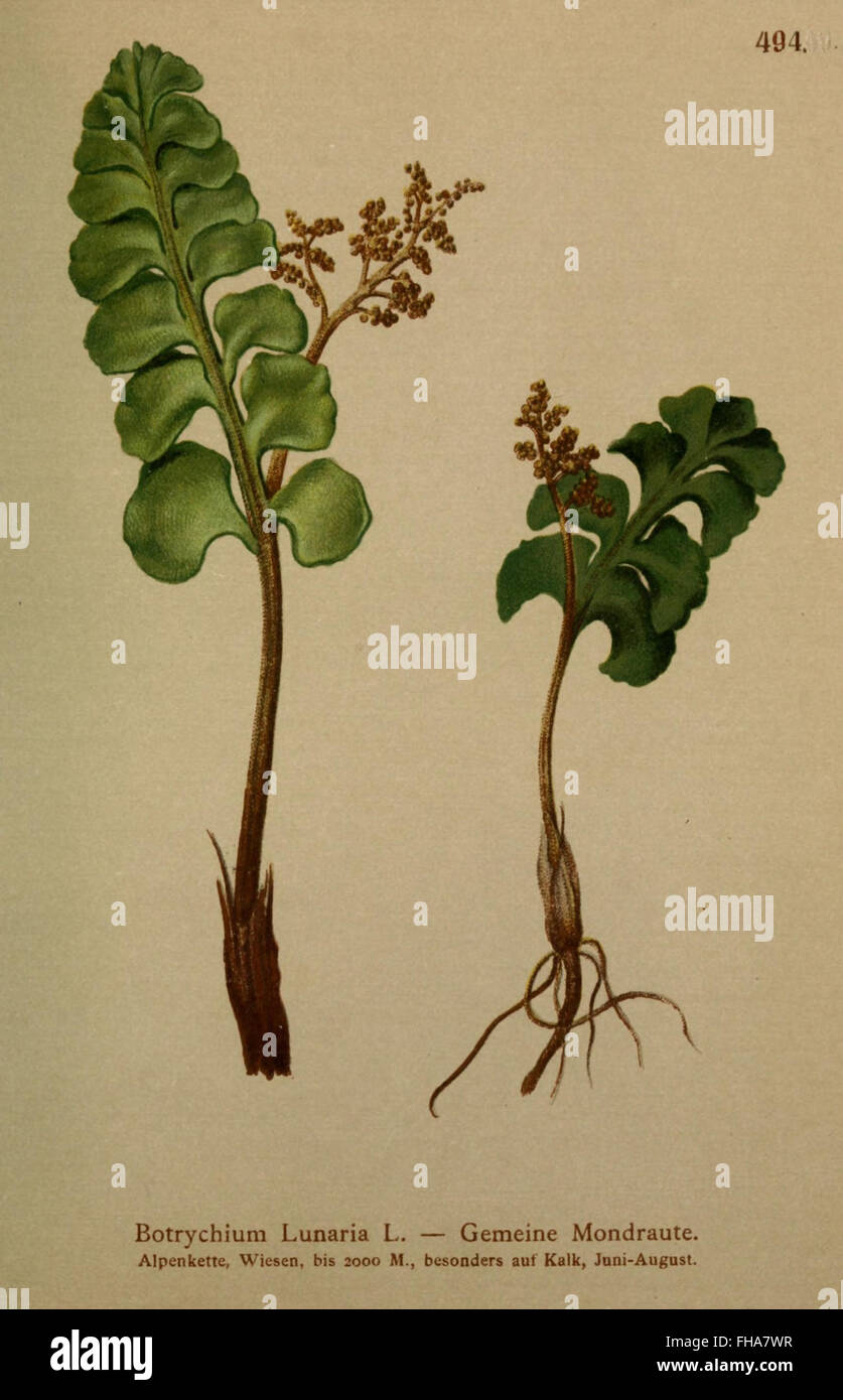 An atlas of Alpine flora, showcasing the diverse plant life of the Alps ...