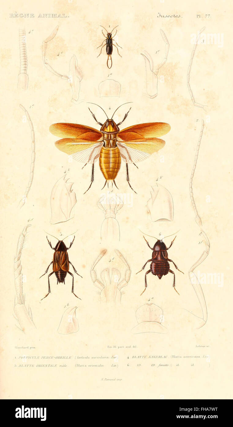 A work detailing the classification of the animal kingdom based on ...