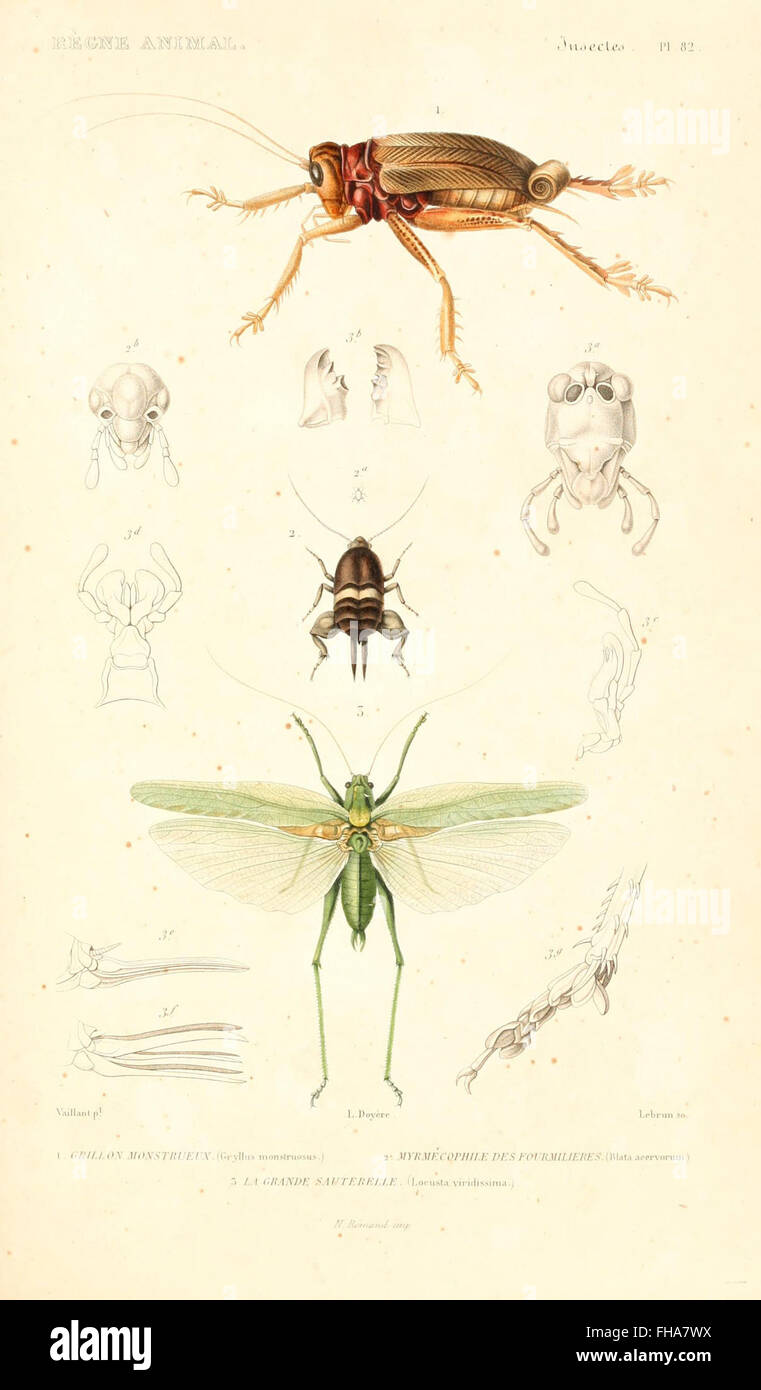 A French zoological work detailing the classification of animals based ...