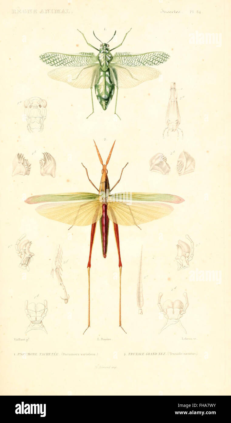 The animal kingdom, classified according to its organization, as ...