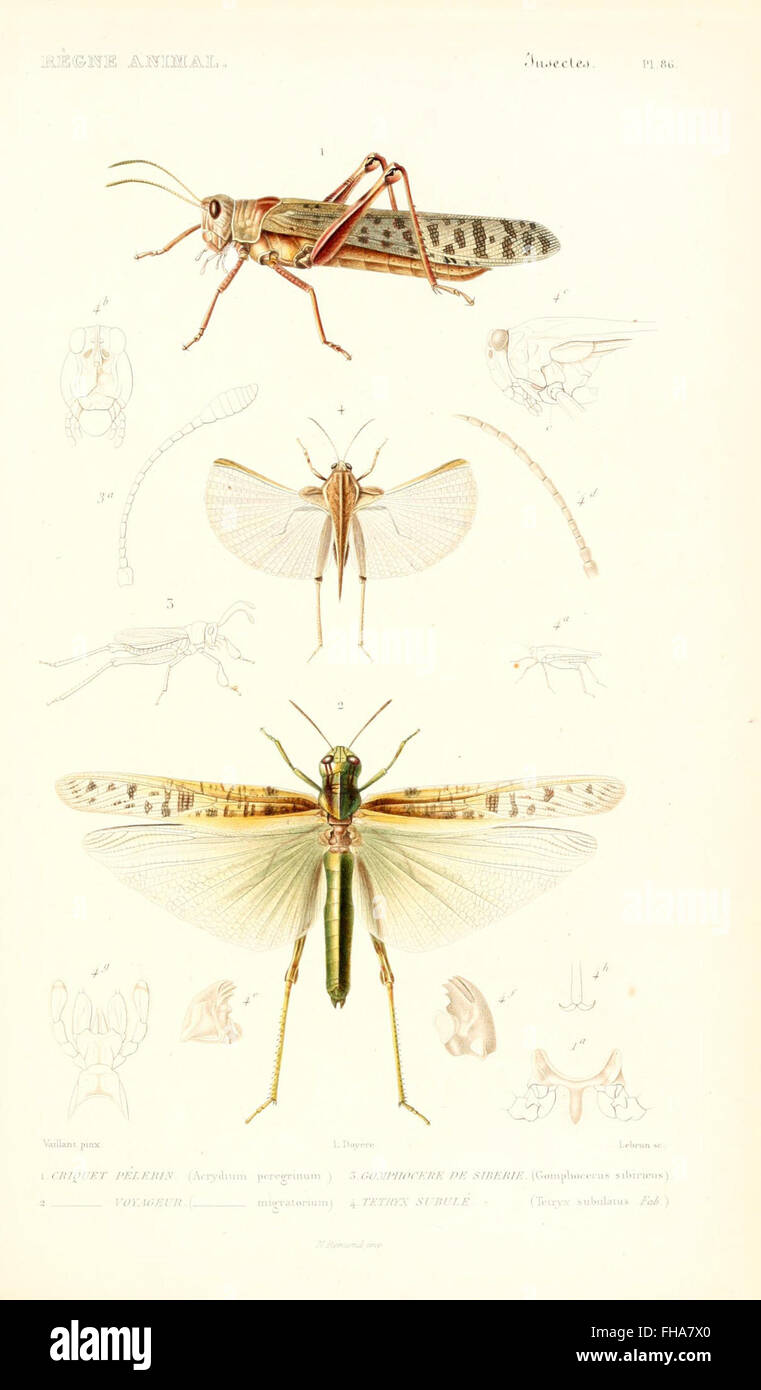 A zoological work detailing the classification and organization of the ...