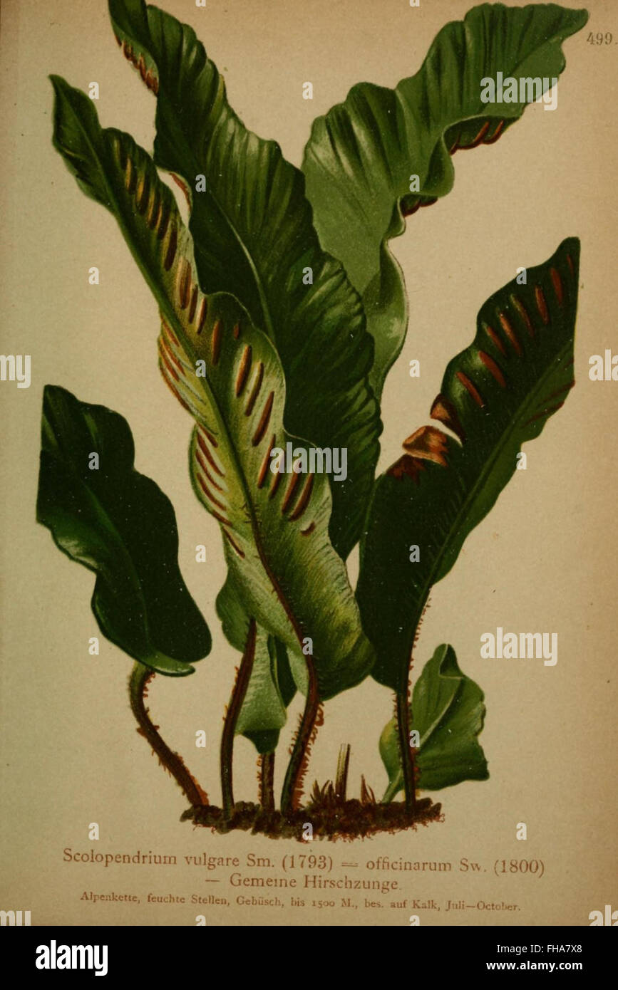 Alpine flora, Atlas, Mertz Library, The New York Botanical Garden ...