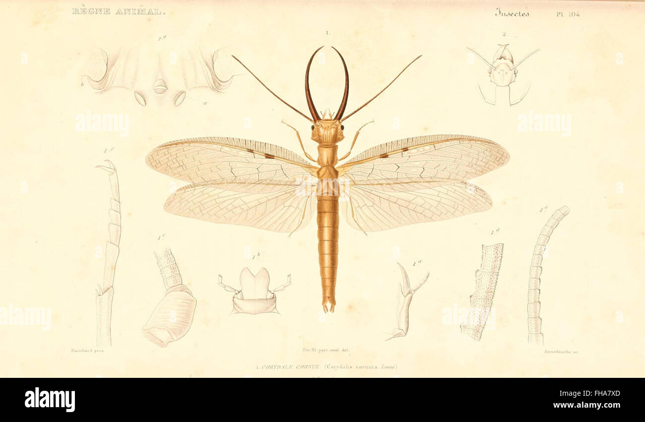 Le Règne Animal Distribué D'après Son Organisation, SIL, Smithsonian ...