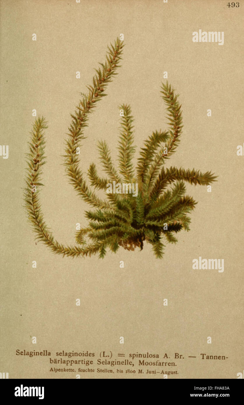 The 'Atlas der Alpenflora' is a detailed botanical atlas documenting ...