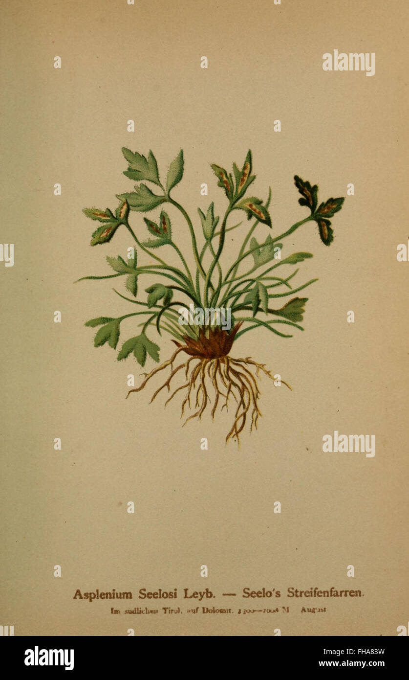 Atlas of Alpine flora, documenting the diverse plant species of the ...