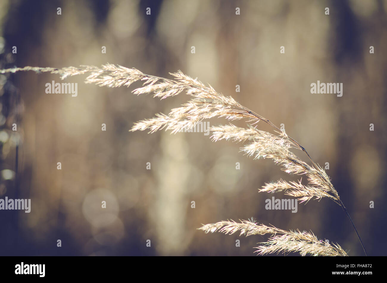 dry stalk grass tone image Stock Photo - Alamy