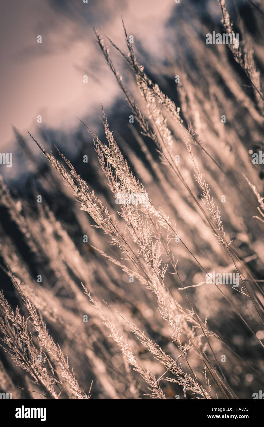 dry stalk grass tone image Stock Photo - Alamy