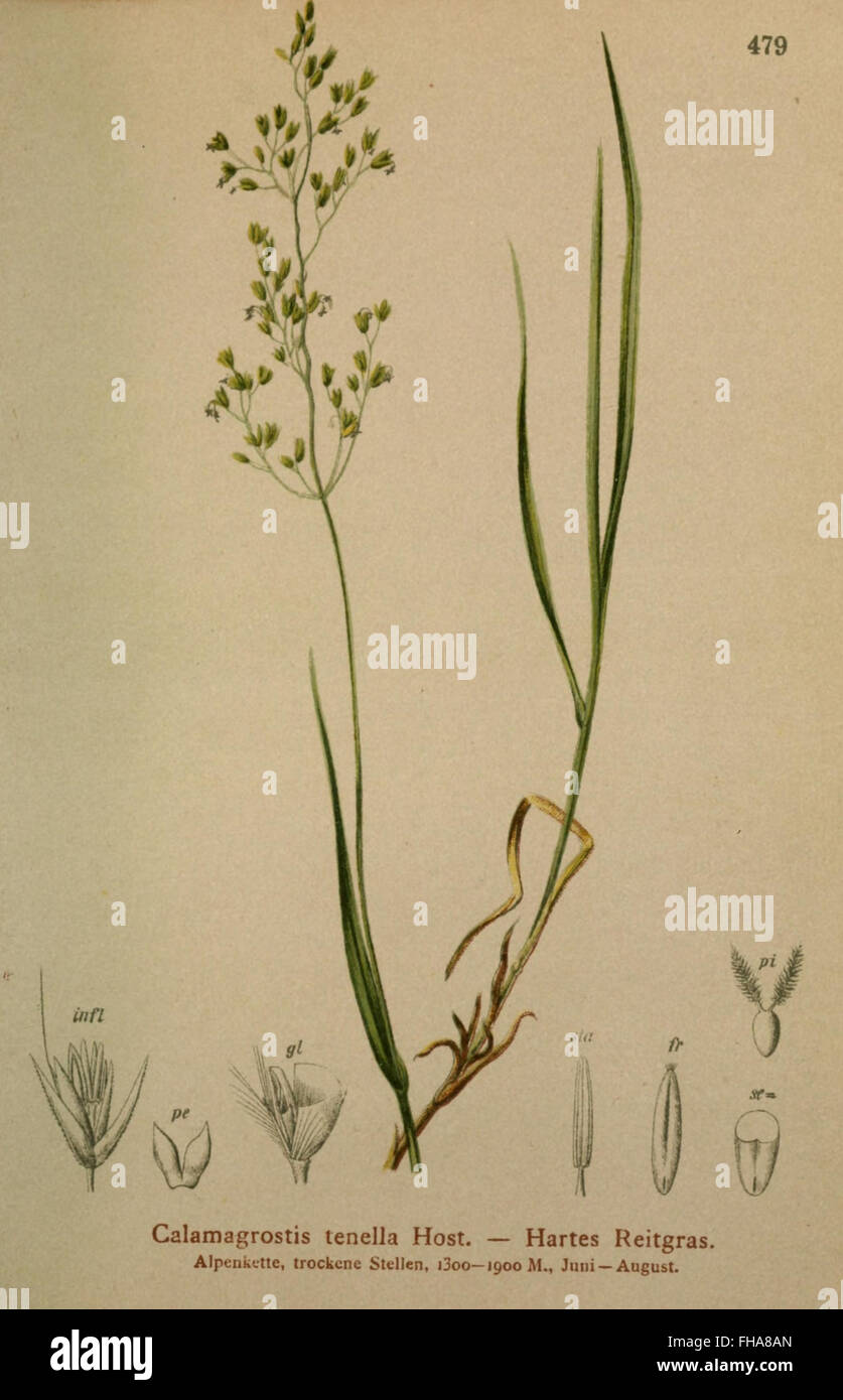 Atlas der Alpenflora is a botanical atlas documenting the flora of the ...