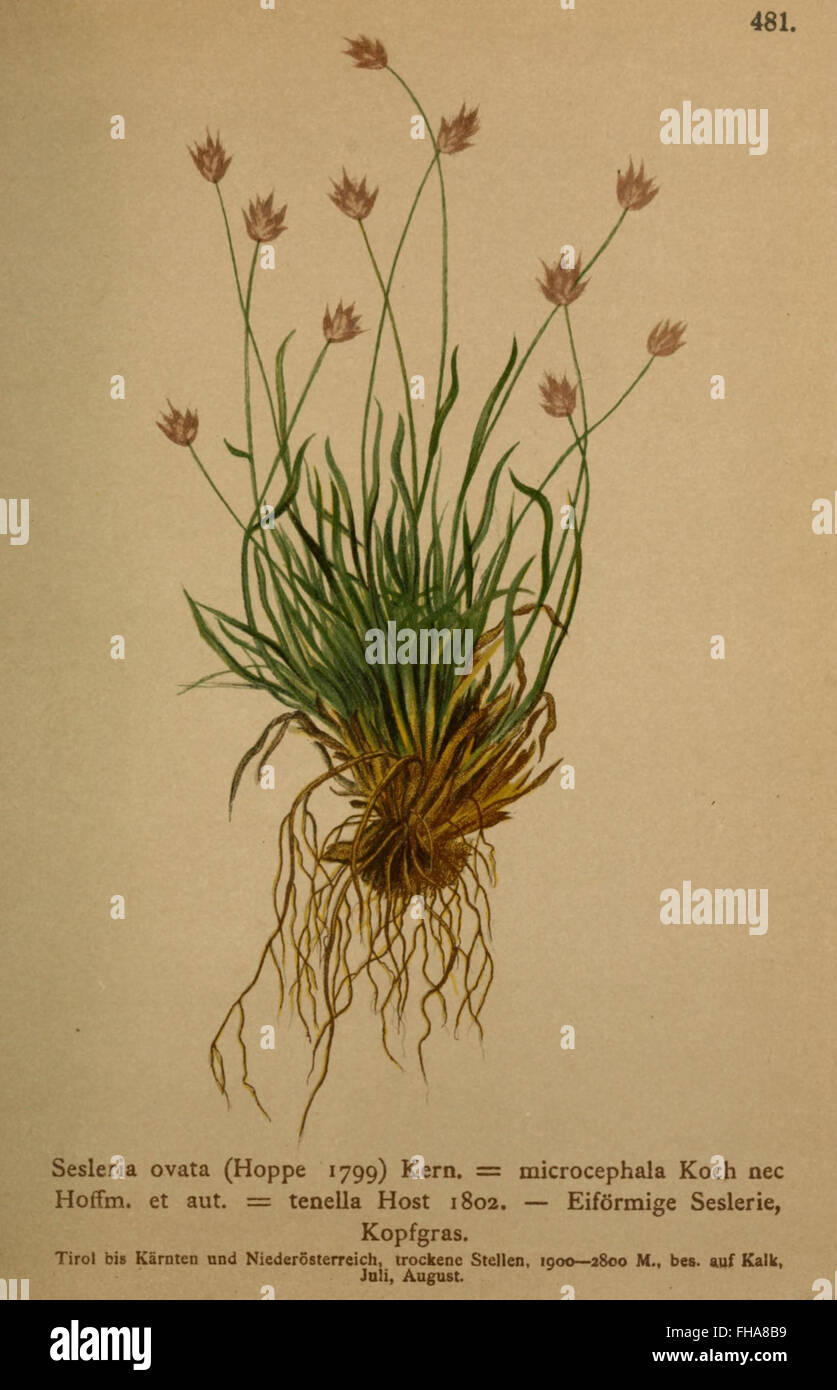 An atlas documenting the flora of the Alps, showcasing alpine plant ...