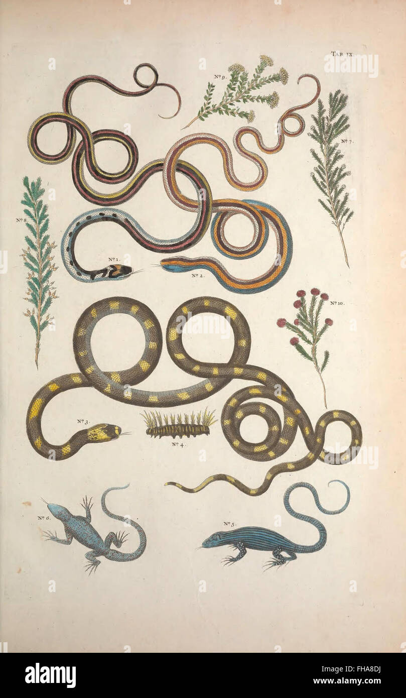 A detailed 17th-century work describing natural history through ...