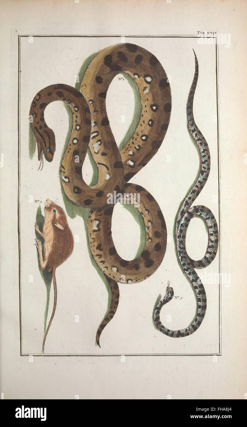 A detailed and illustrated work from the 17th century describing the ...