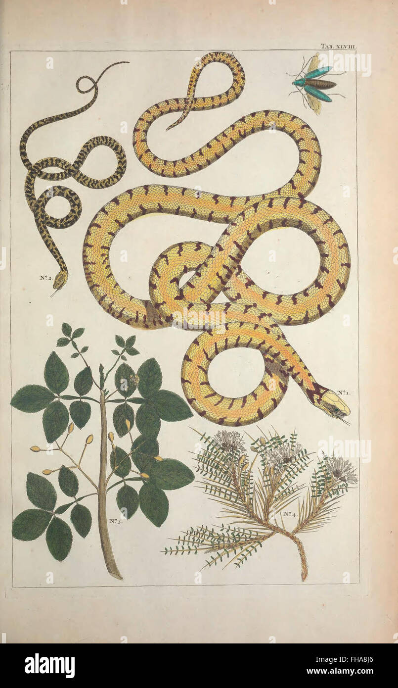 An early scientific work documenting natural history through detailed ...
