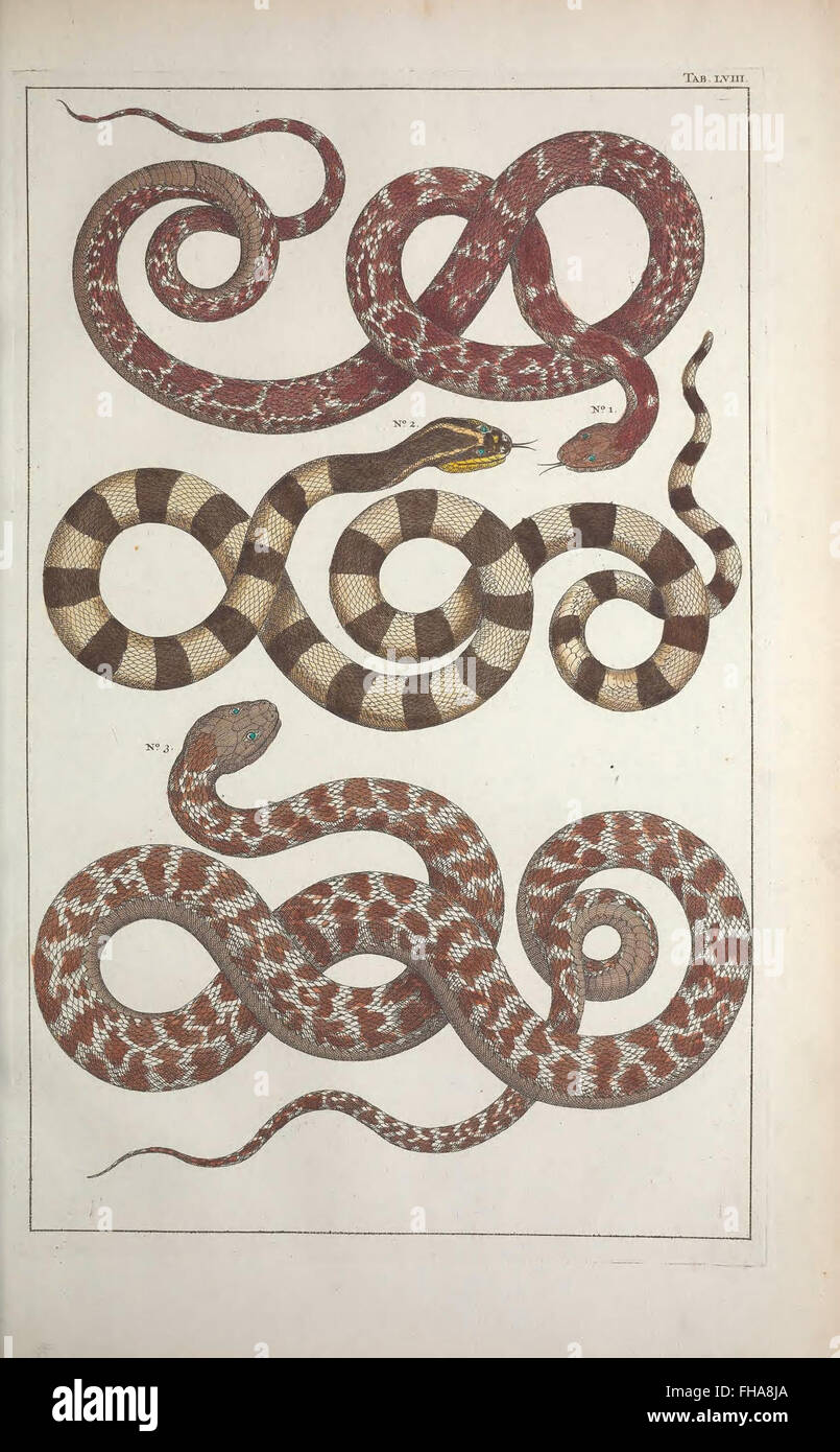 A detailed description and artistic representation of natural history ...