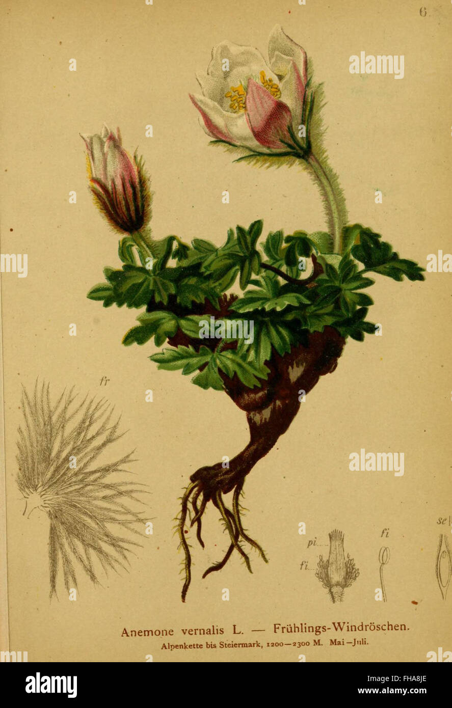 A comprehensive atlas documenting the diverse flora of the Alps, with a ...