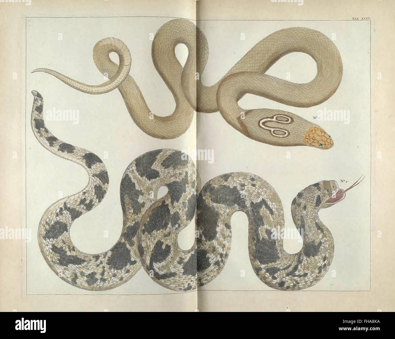 A richly illustrated natural history book, offering detailed ...